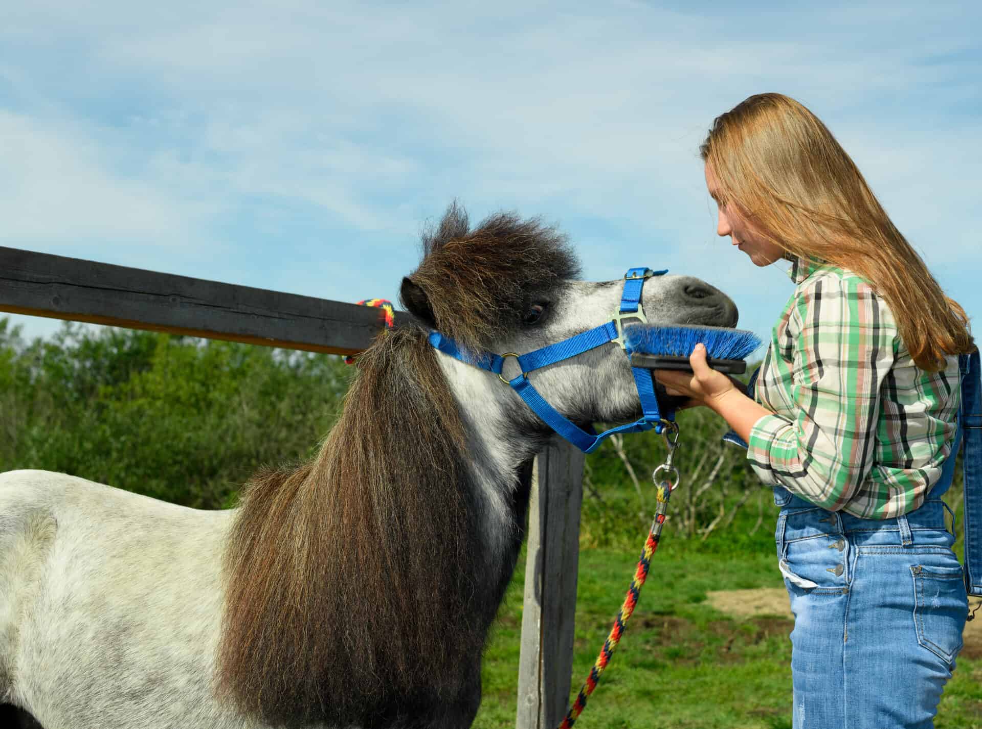 Best Horse Breeds For Small Riders