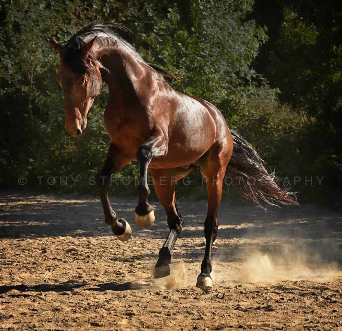 Fine Art Equine Photographer Tony Stromberg Shares His Passion For Horses