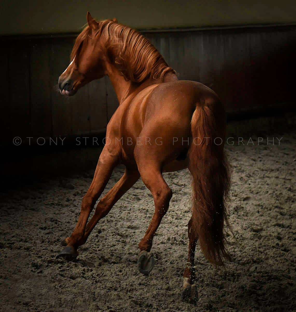 Fine Art Equine Photographer Tony Stromberg Shares His Passion For Horses