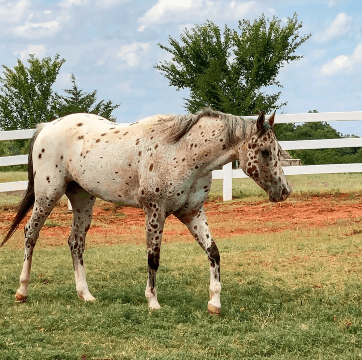 Meet Tattoo The Appaloosa, A Horse With Leopard Spots As Cool As Him