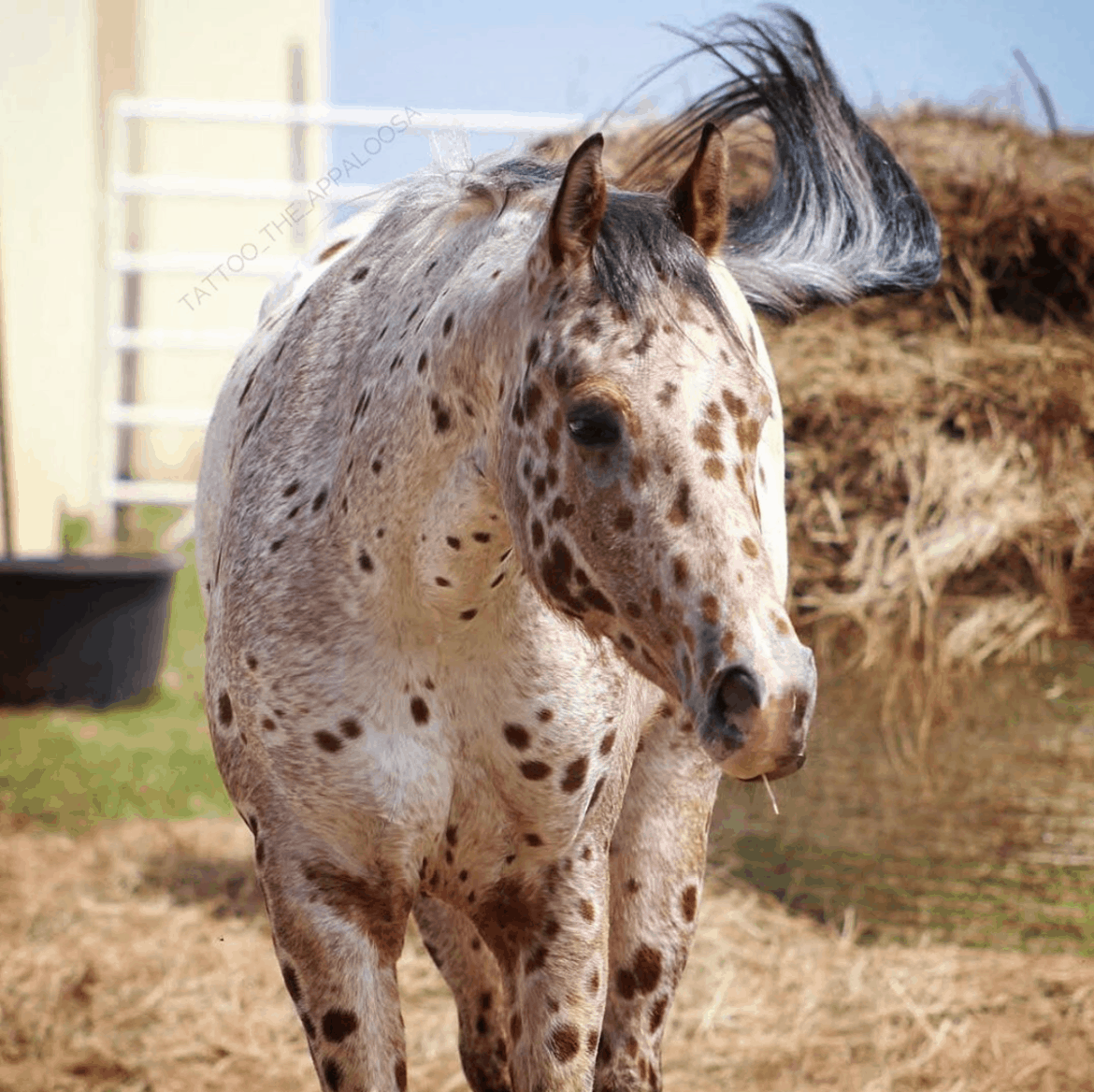 Meet Tattoo The Appaloosa, A Horse With Leopard Spots As Cool As Him