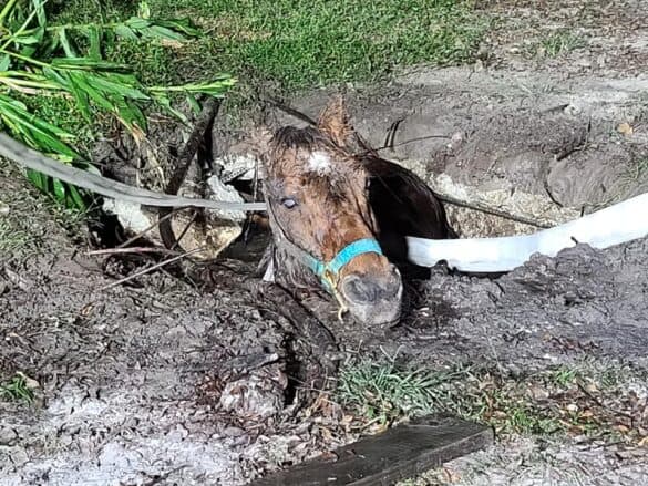40-Year-Old Horse Rescued From Septic Tank