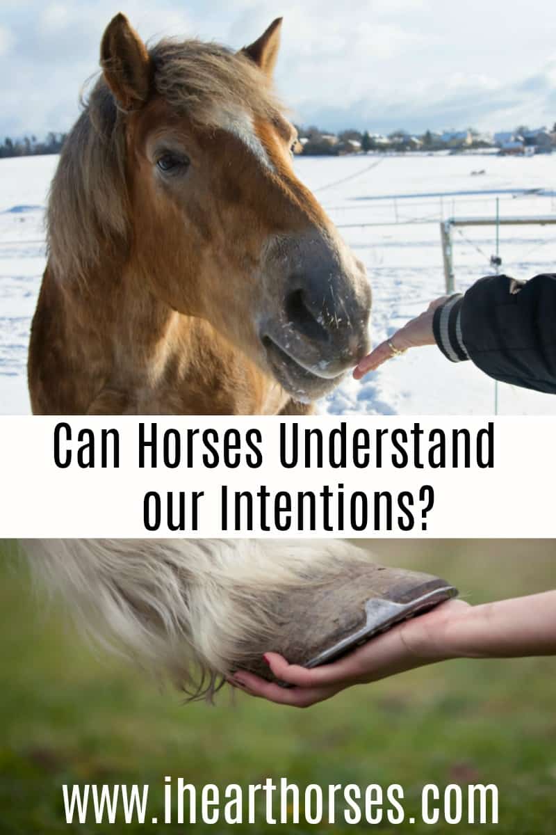 Study Shows Horses Understand Our Intentions