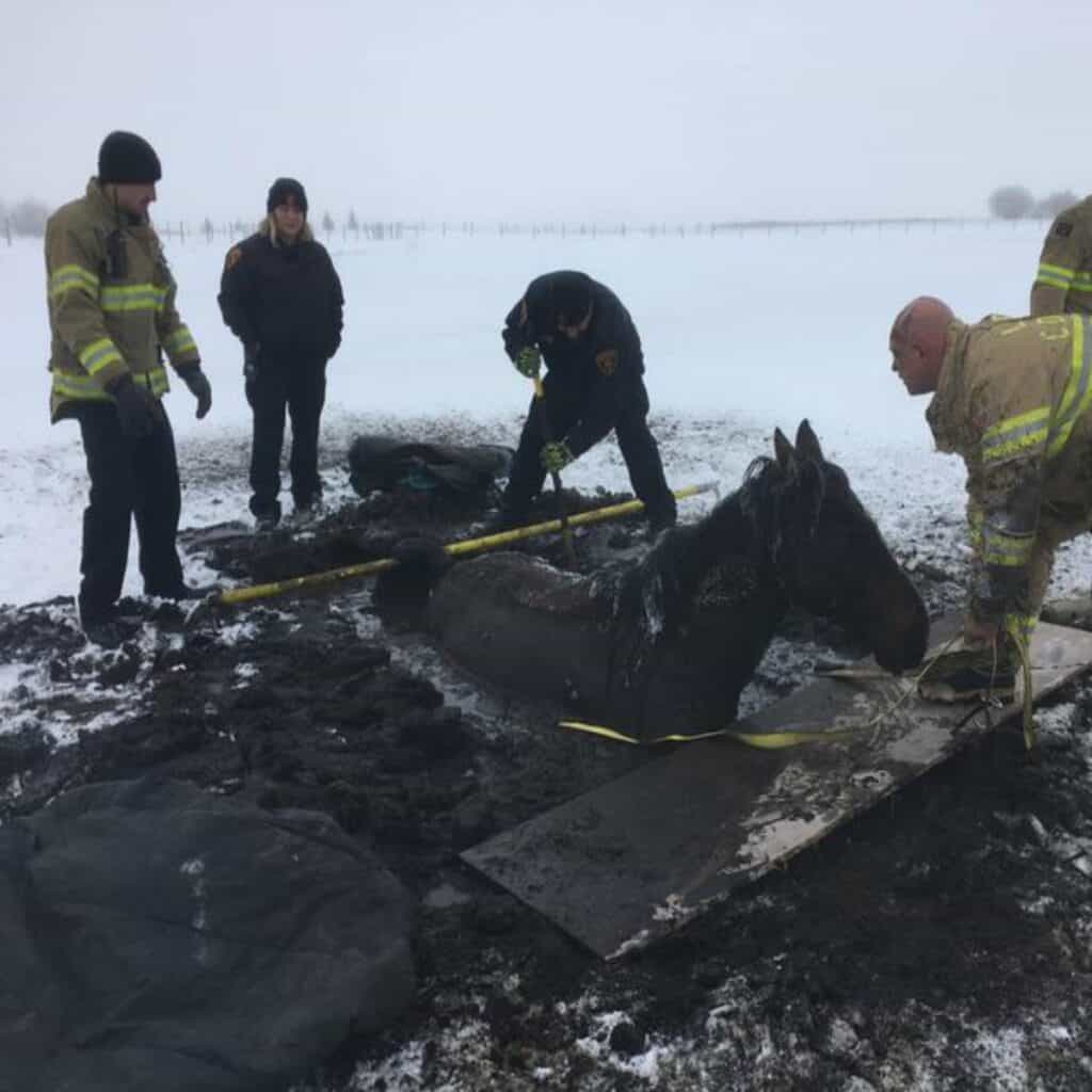 Mare Rescued While Pregnant Surprises Everyone With Twins