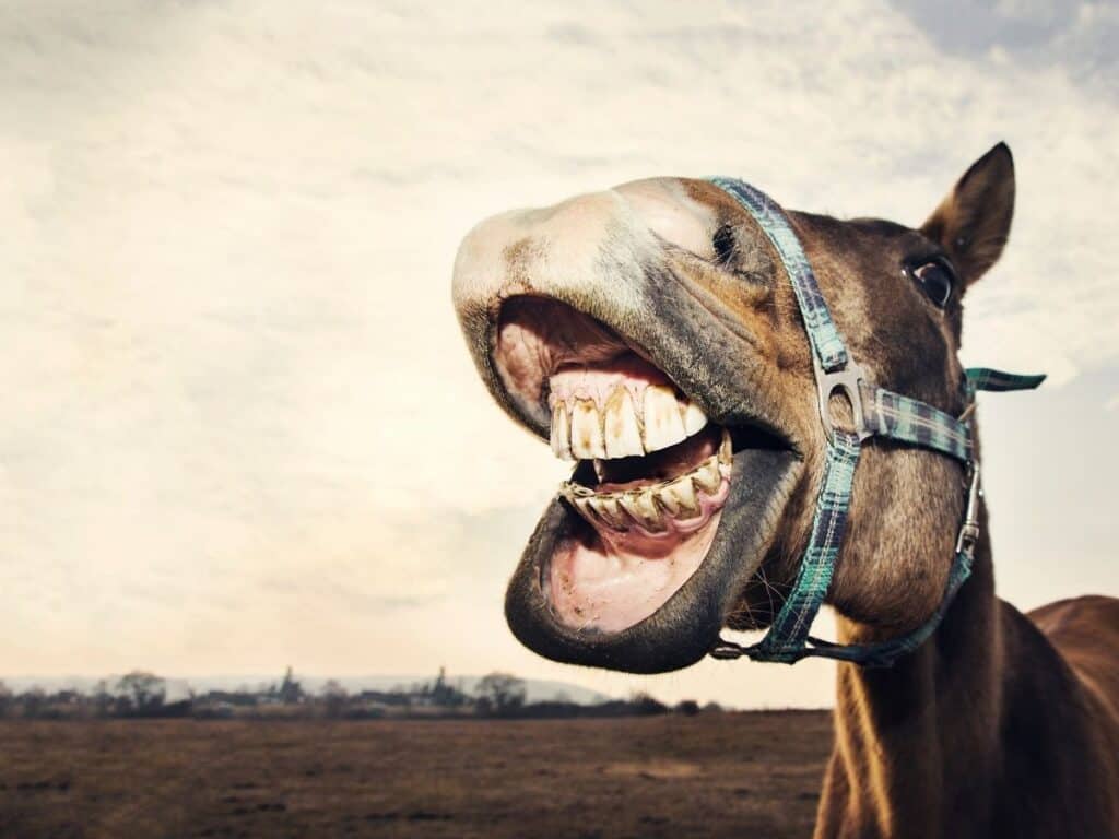 Do Horses Need Their Teeth Brushed and More Dental Tips