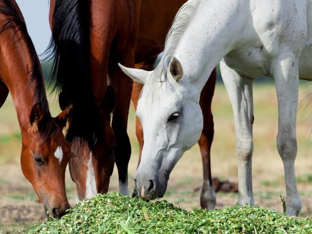Tips For How Much Food a Horse Should Eat in a Day