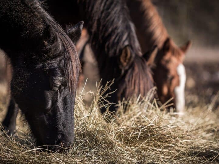 4 Proven Methods to Keep Hay Dry in Long Term Storage