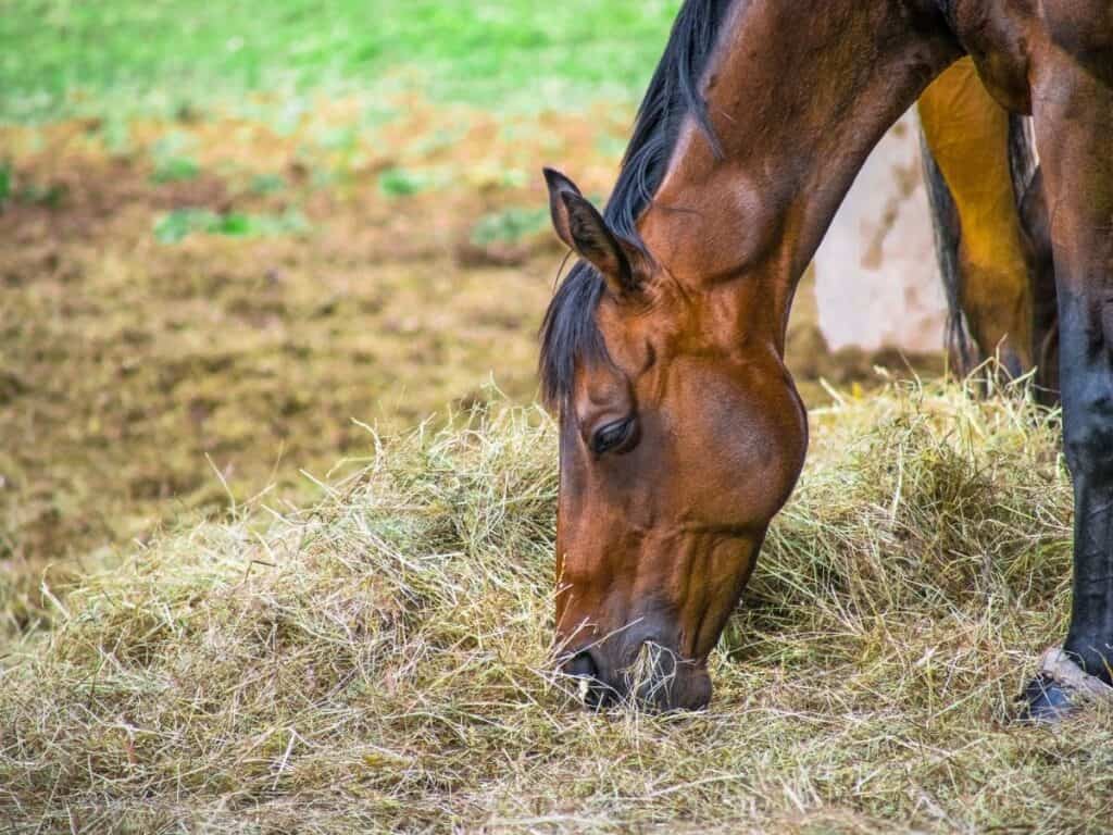 4 Proven Methods to Keep Hay Dry in Long Term Storage