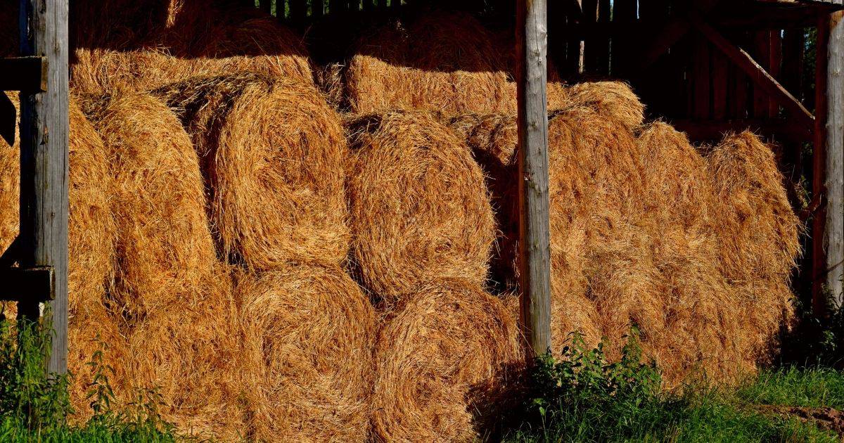4 Proven Methods to Keep Hay Dry in Long Term Storage