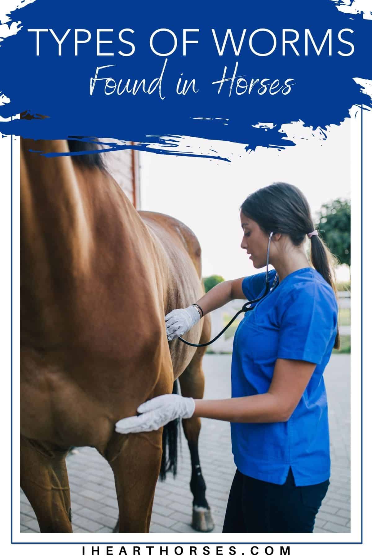 5 Types of Worms Horses Get and Treatment Options