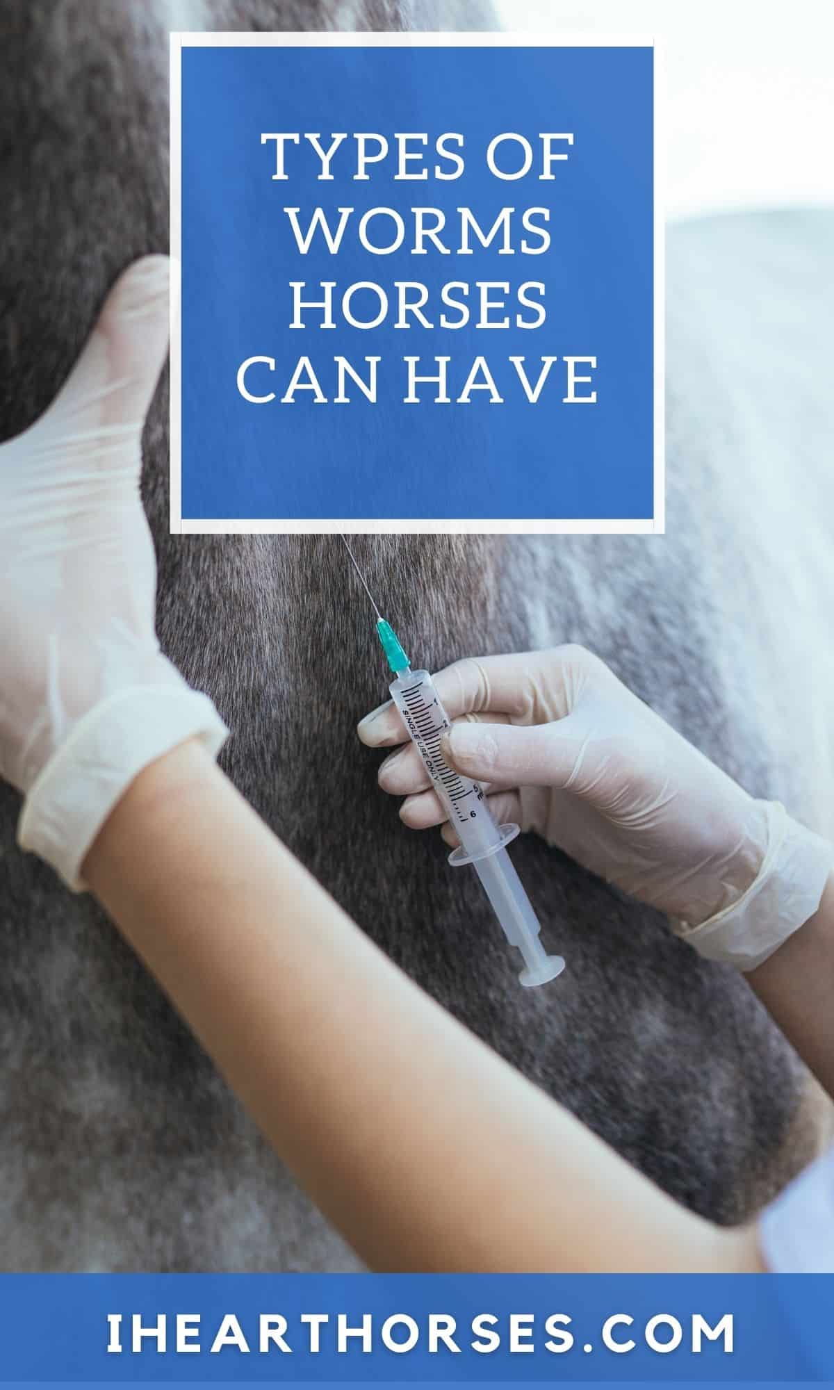 5 Types of Worms Horses Get and Treatment Options