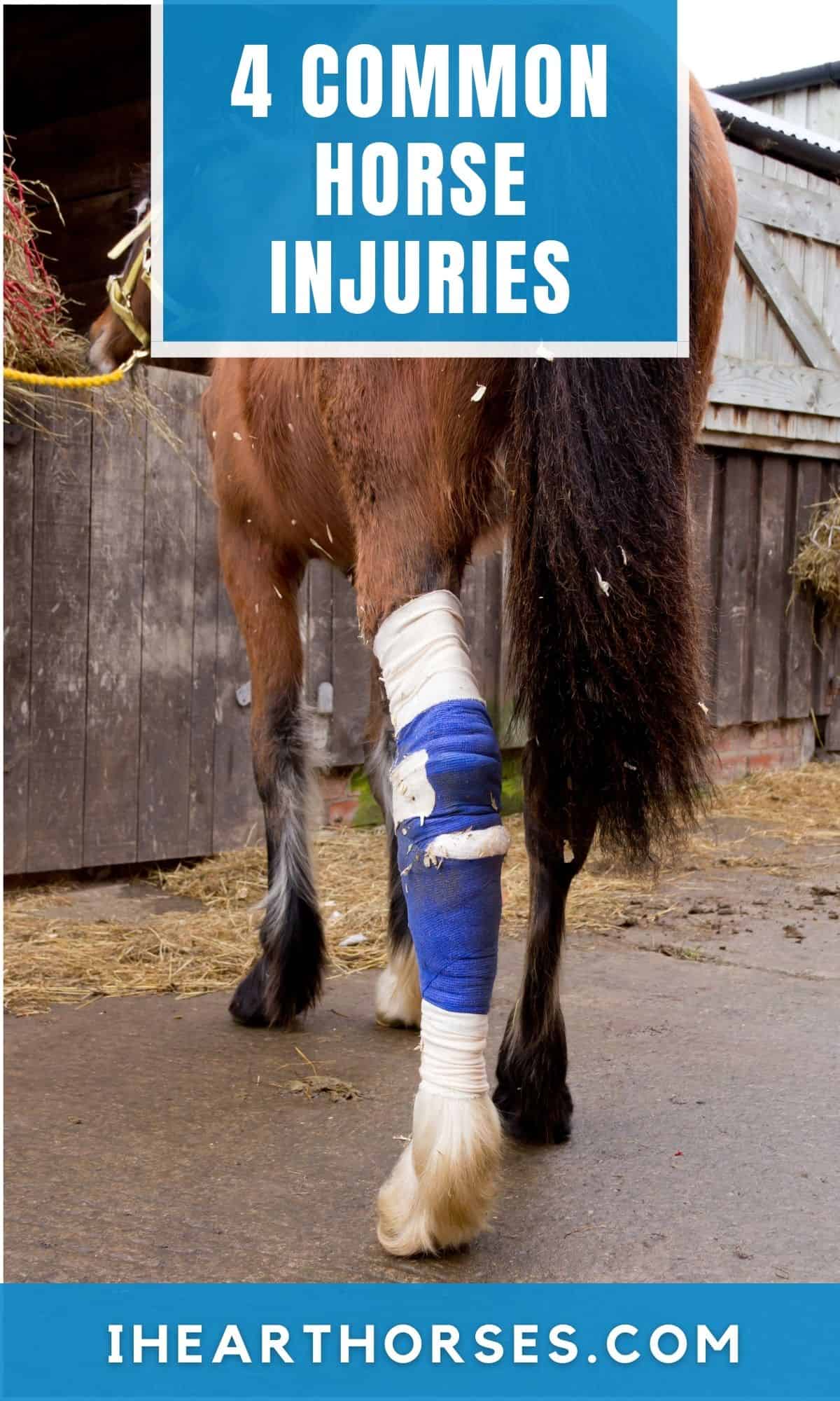 4 Common Horse Injuries You May Not Know About