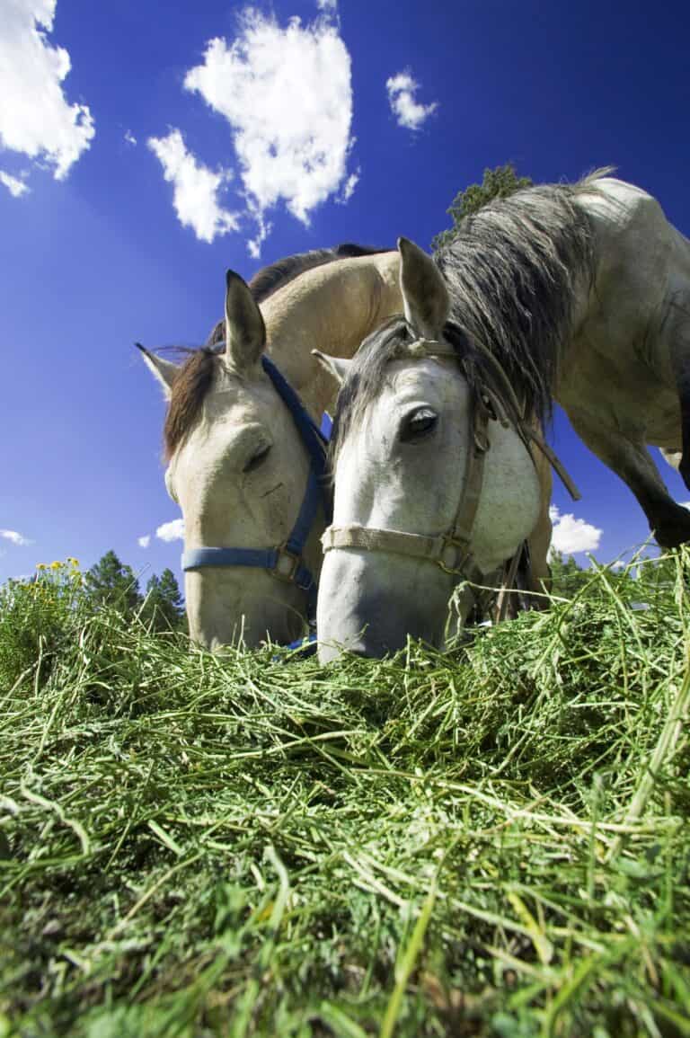 4 Popular Types of Hay Safe For Horses to Eat
