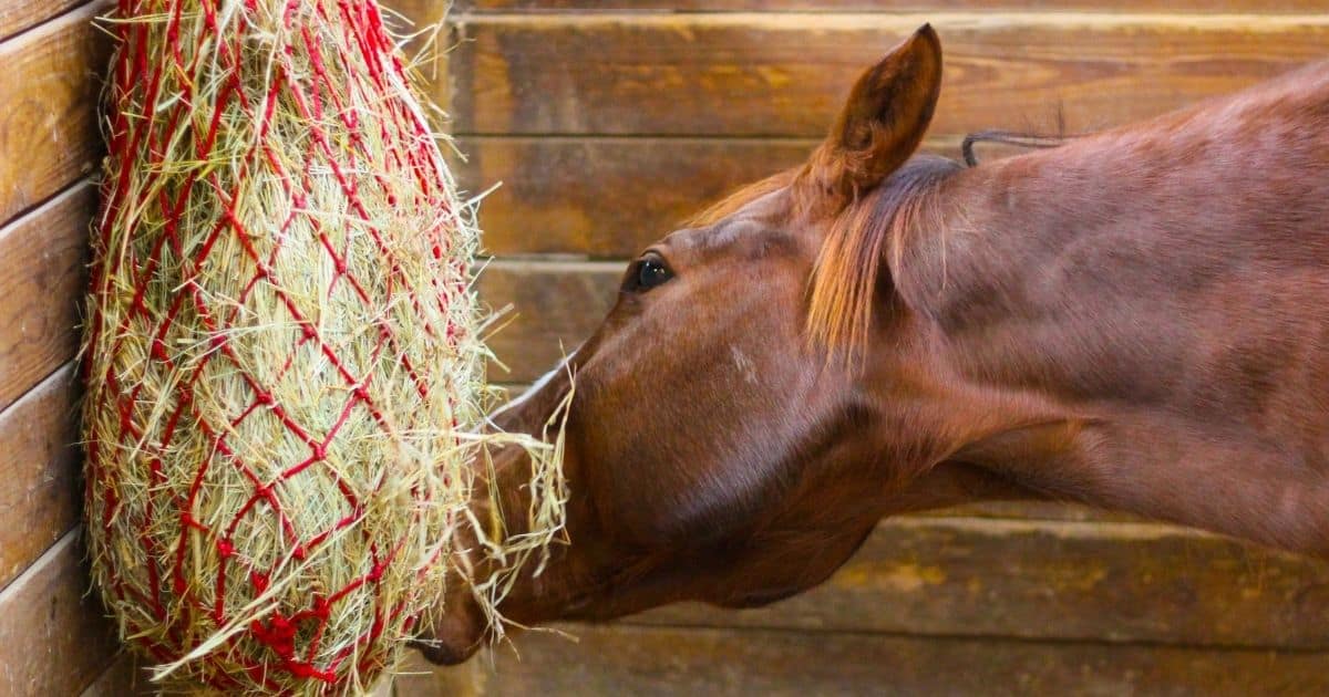 4 Popular Types of Hay Safe For Horses to Eat