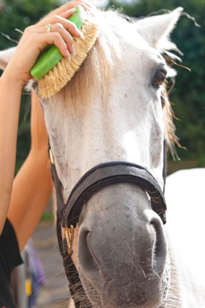 The Top 6 Best Mane Care Products on the Market