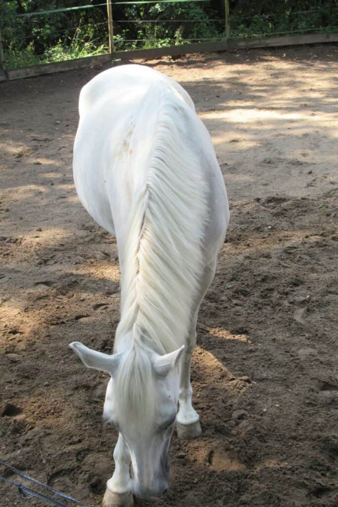 The Top 6 Best Mane Care Products on the Market