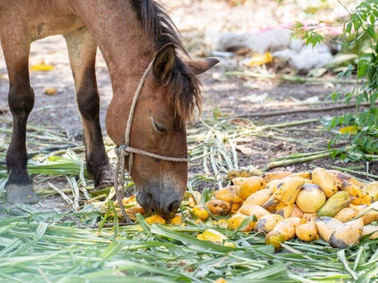 40+ Tasty Fruits and Veggies That Are Safe to Feed Your Horse