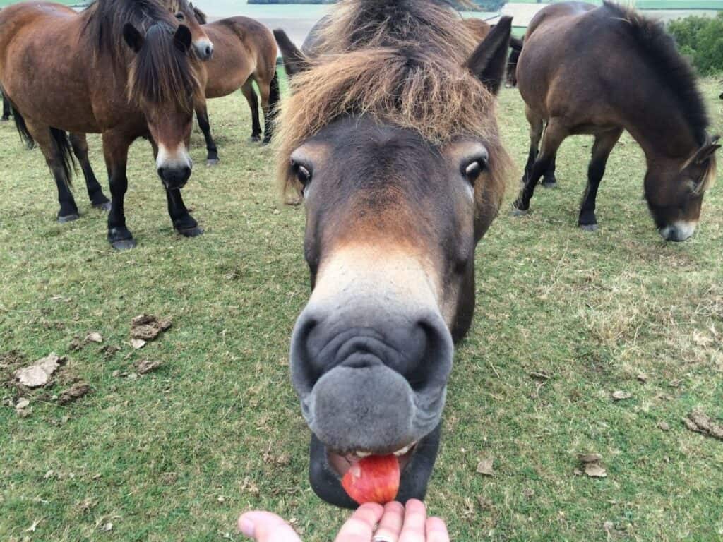 40+ Tasty Fruits and Veggies That Are Safe to Feed Your Horse
