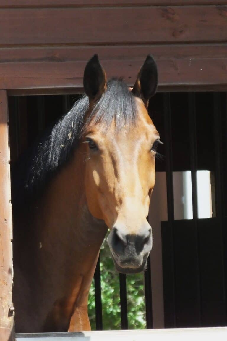 The Ultimate List of Pros and Cons of Leasing a Horse to Consider