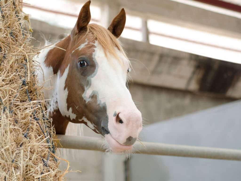 The Ultimate List of Pros and Cons of Leasing a Horse to Consider