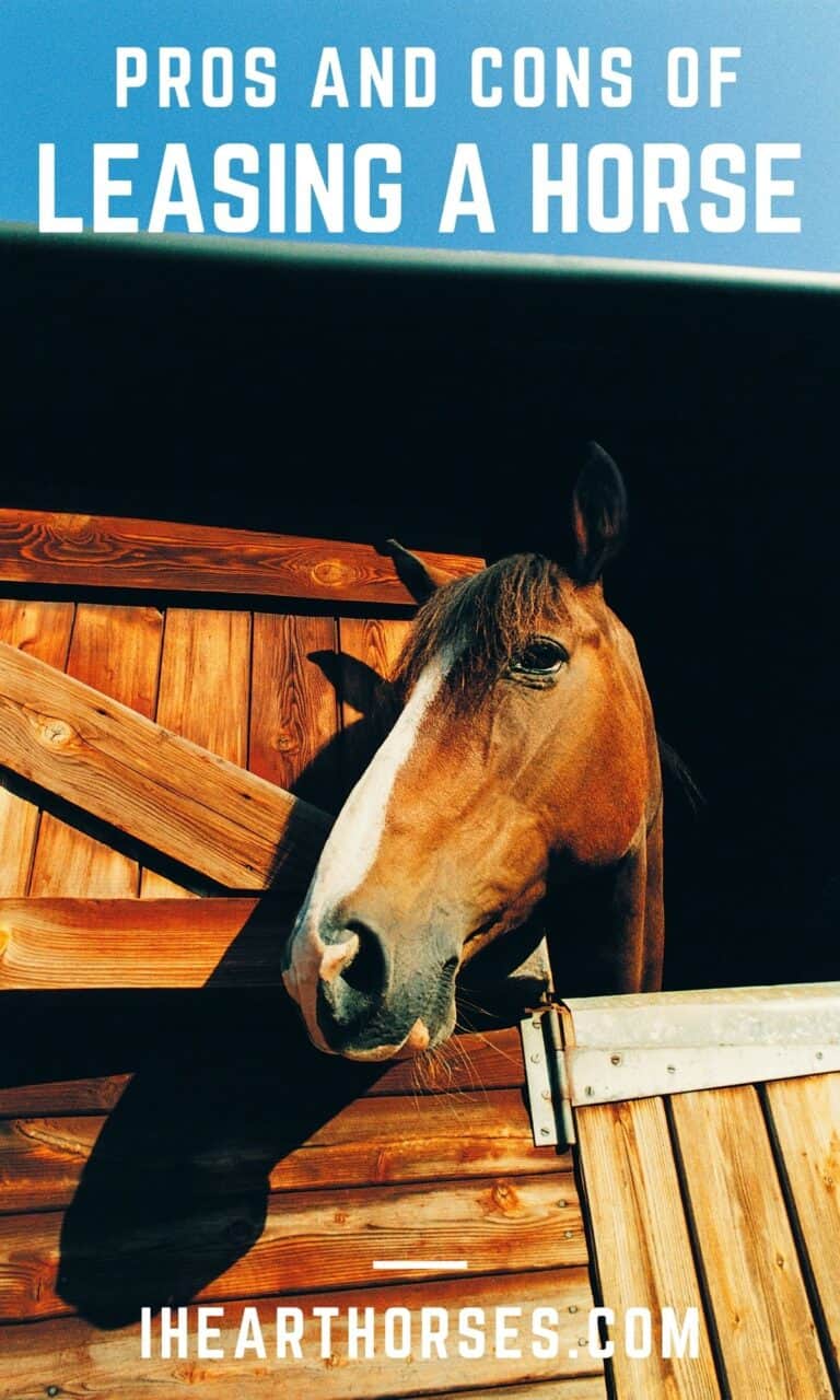 The Ultimate List of Pros and Cons of Leasing a Horse to Consider