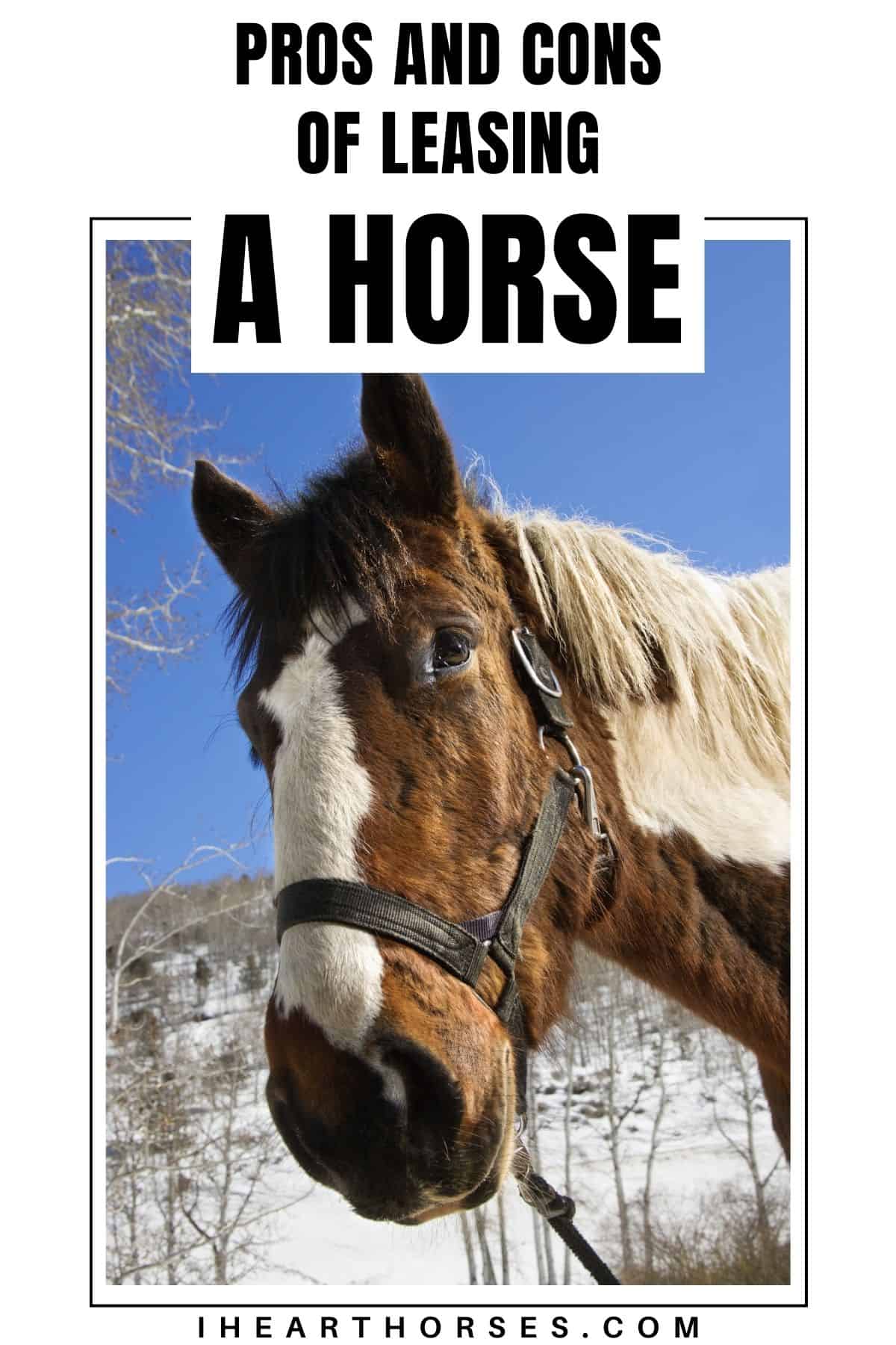 The Ultimate List of Pros and Cons of Leasing a Horse to Consider