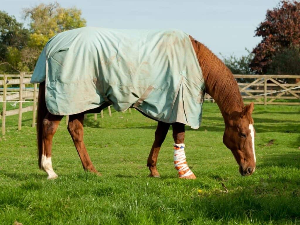 5 Painful Horse Injuries to Watch For and Treat Immediately