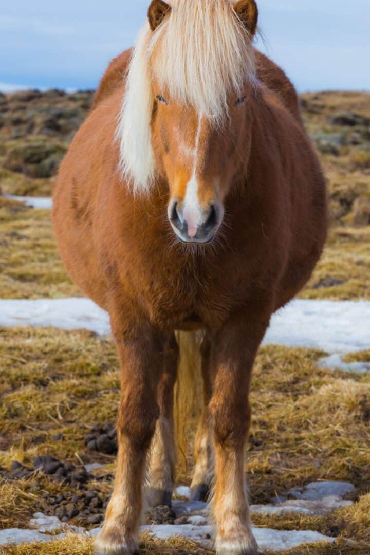 8 Important Mare Pregnancy Issues to Be Aware Of