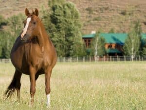 8 Important Mare Pregnancy Issues to Be Aware Of
