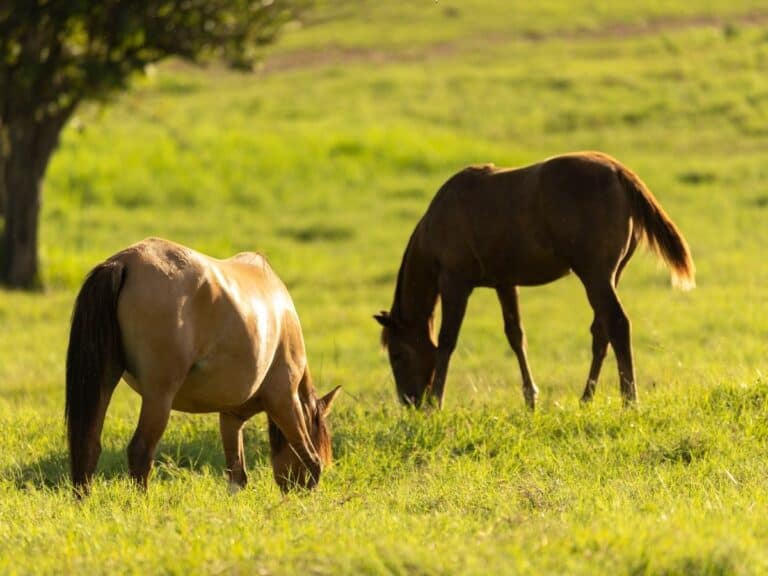 8 Important Mare Pregnancy Issues to Be Aware Of