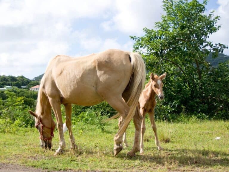 8 Important Mare Pregnancy Issues to Be Aware Of