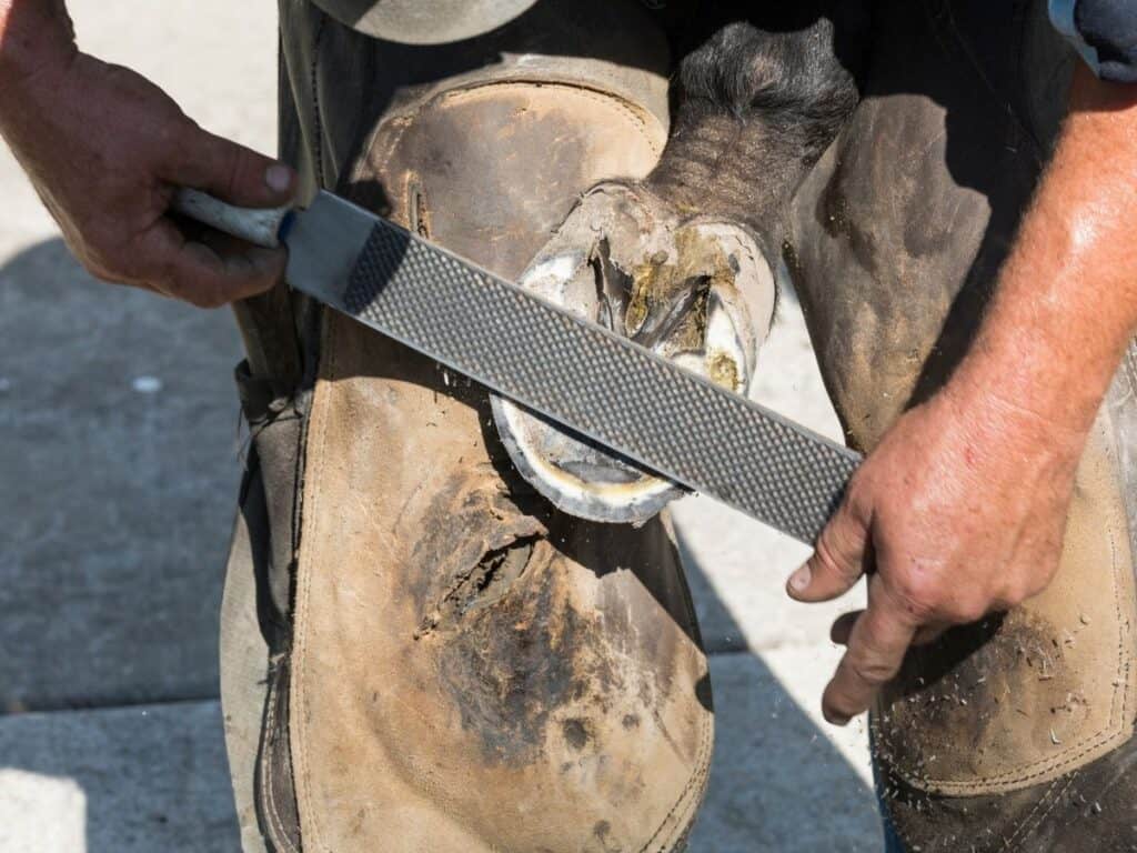 6 Tips for Finding a Quality Ferrier That Every Horse Owner Needs