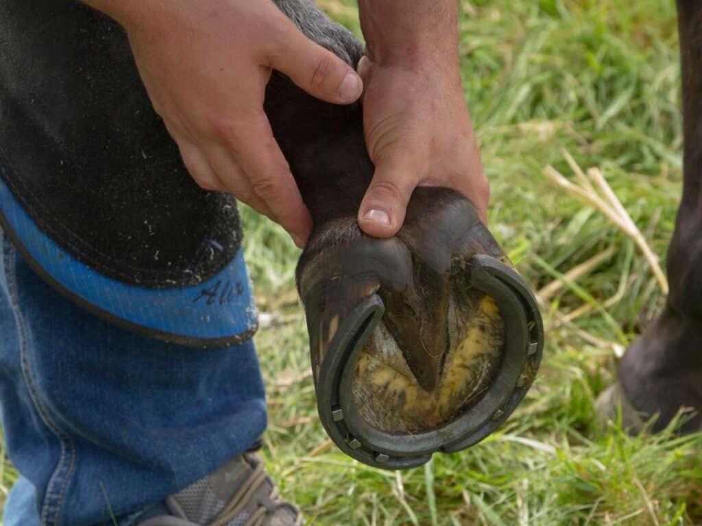 6 Tips for Finding a Quality Ferrier That Every Horse Owner Needs