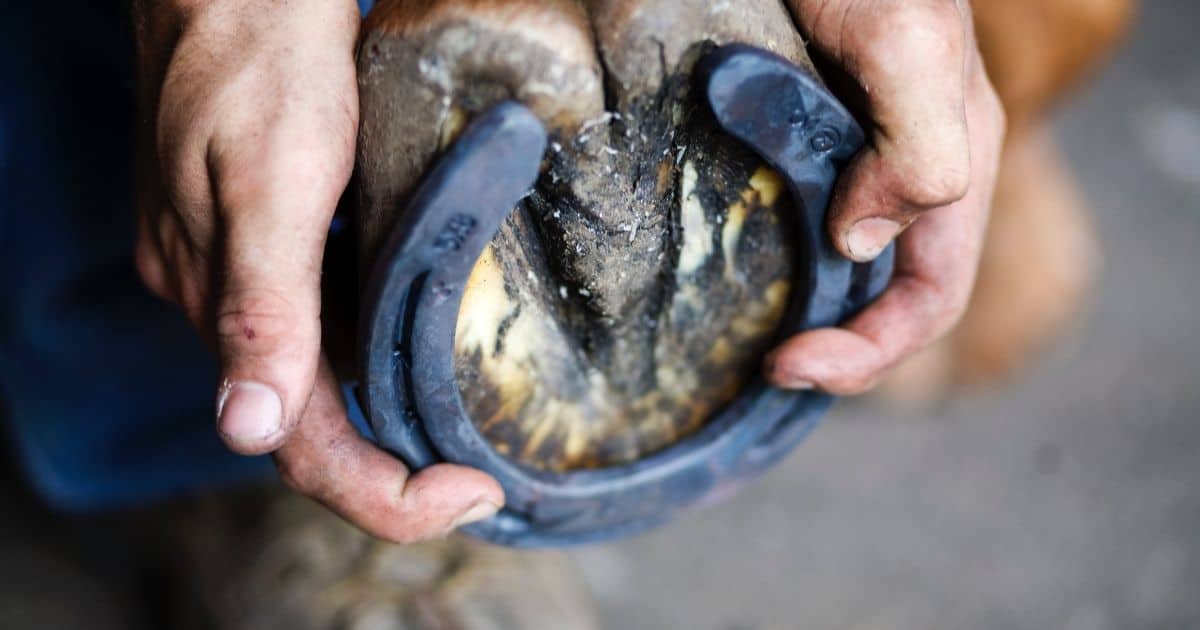 6 Tips for Finding a Quality Ferrier That Every Horse Owner Needs