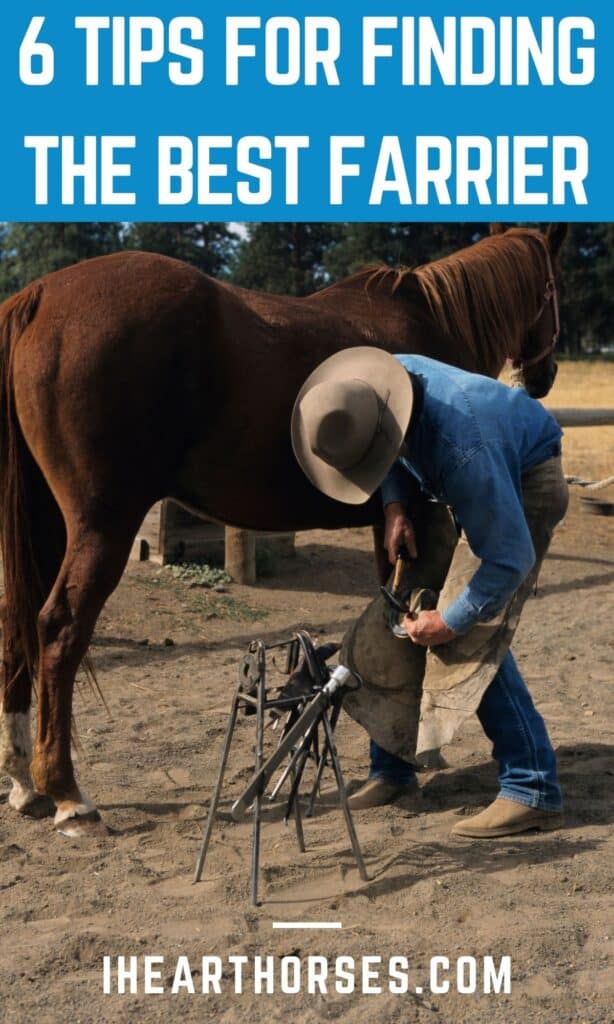 6 Tips for Finding a Quality Ferrier That Every Horse Owner Needs