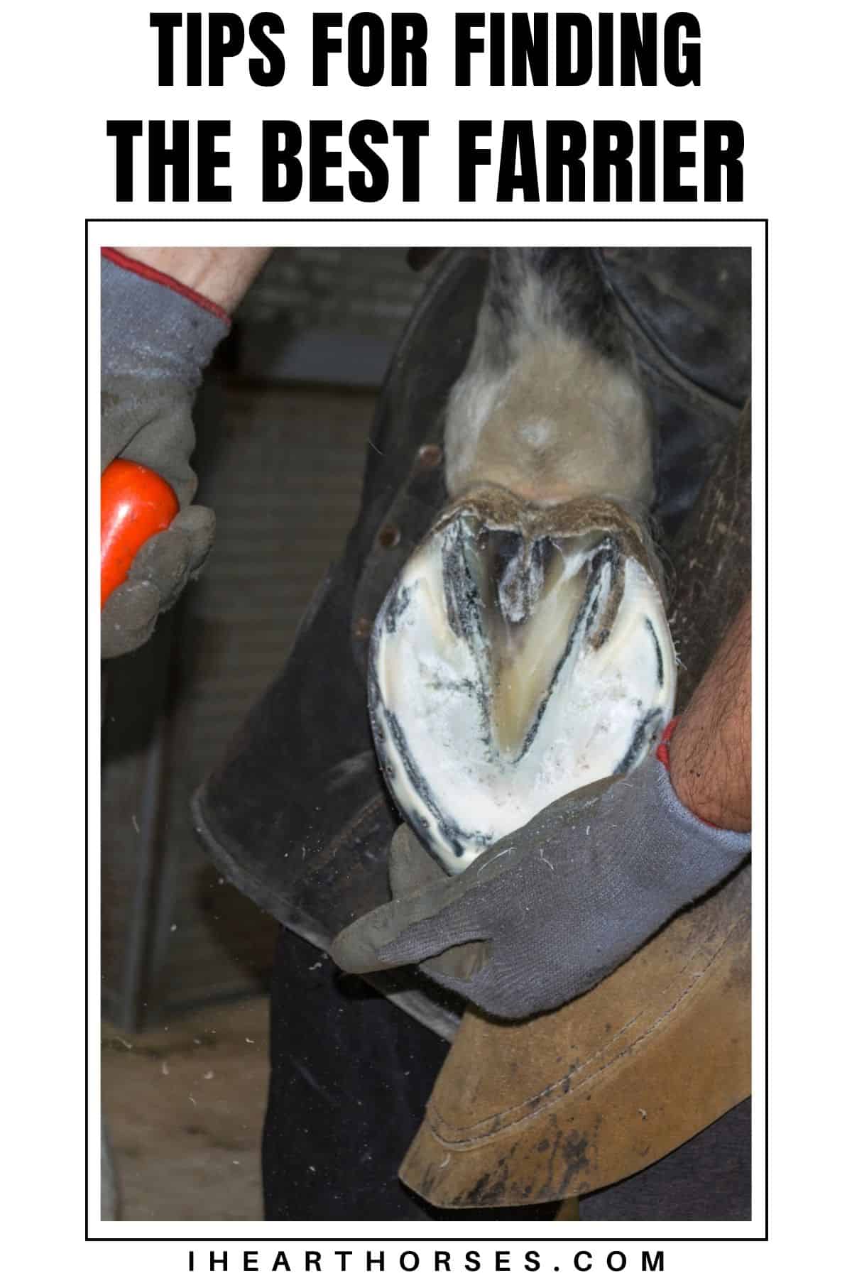 6 Tips for Finding a Quality Ferrier That Every Horse Owner Needs