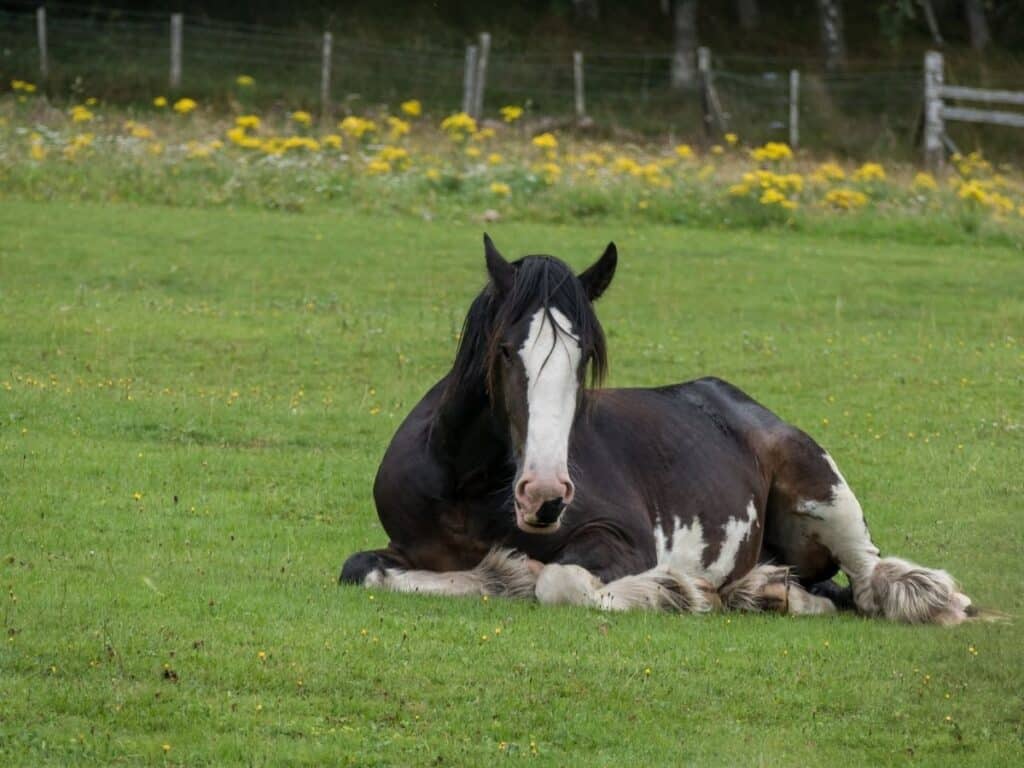 10 Common Reasons You Have a Tired Horse and What to Do