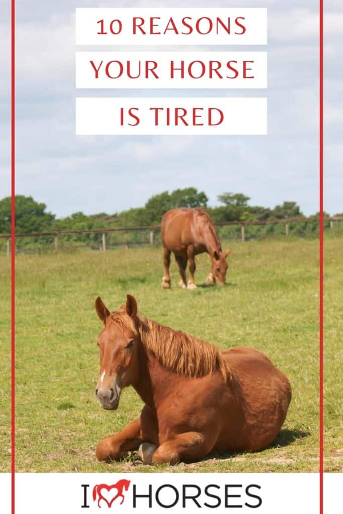 10 Common Reasons You Have a Tired Horse and What to Do
