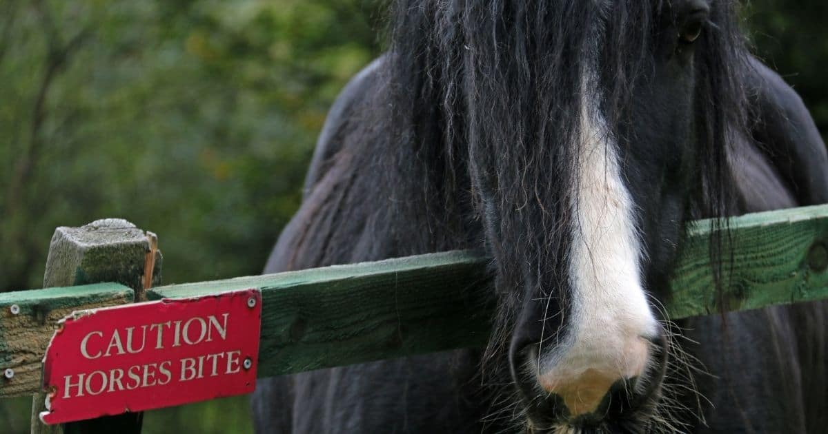 5 Safety Tips For Horse Owners When Working With Your Horse