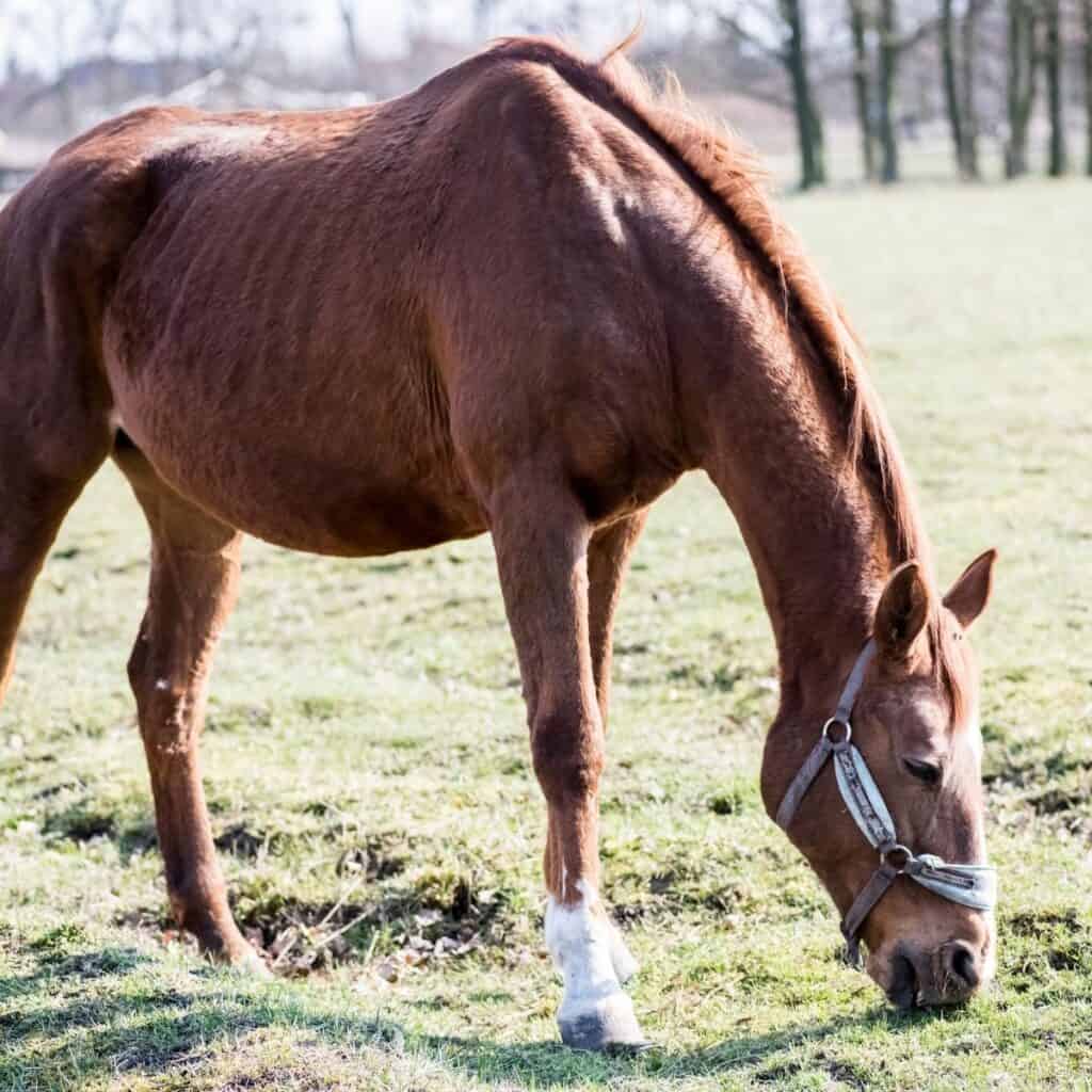 All About The Chestnut Horse