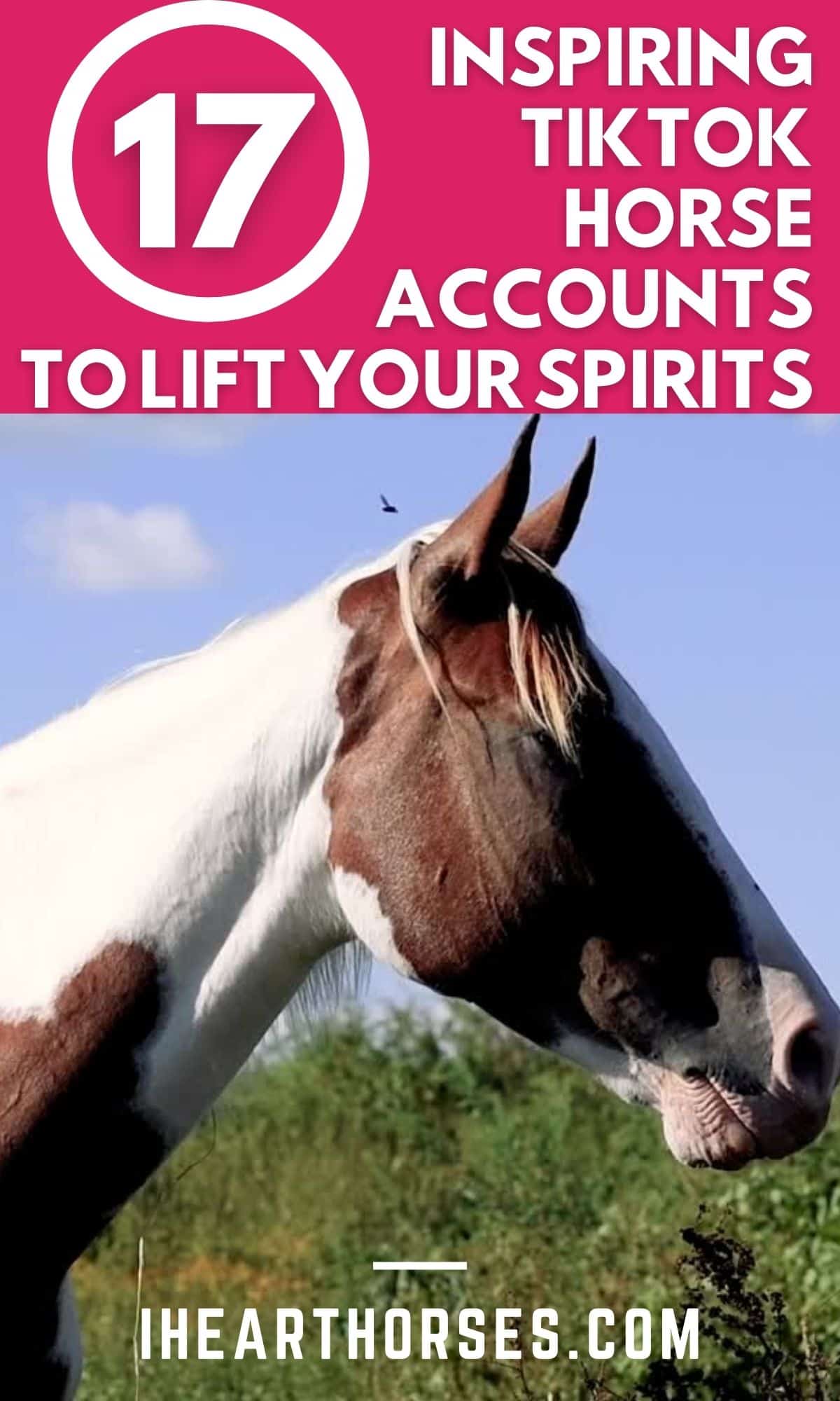17 Inspirational TikTok Horse Accounts To Lift Your Spirits