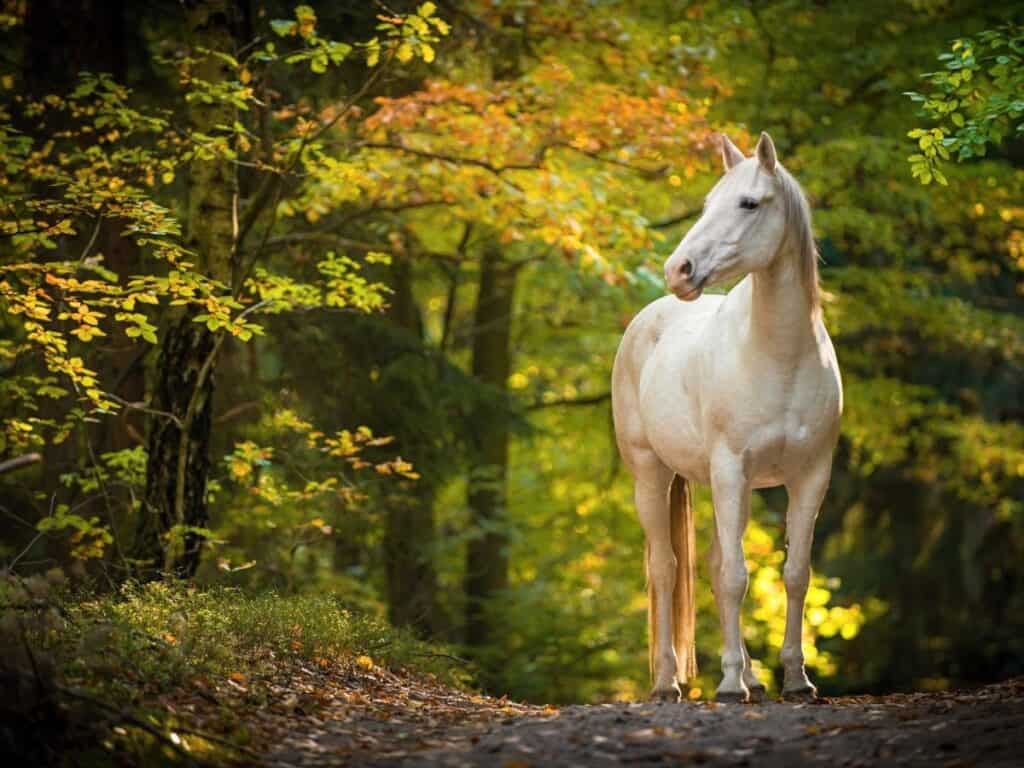 30 Stunning Pictures of White Horses You Must See