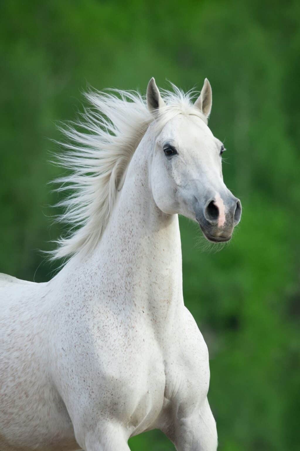 30 Stunning Pictures of White Horses You Must See