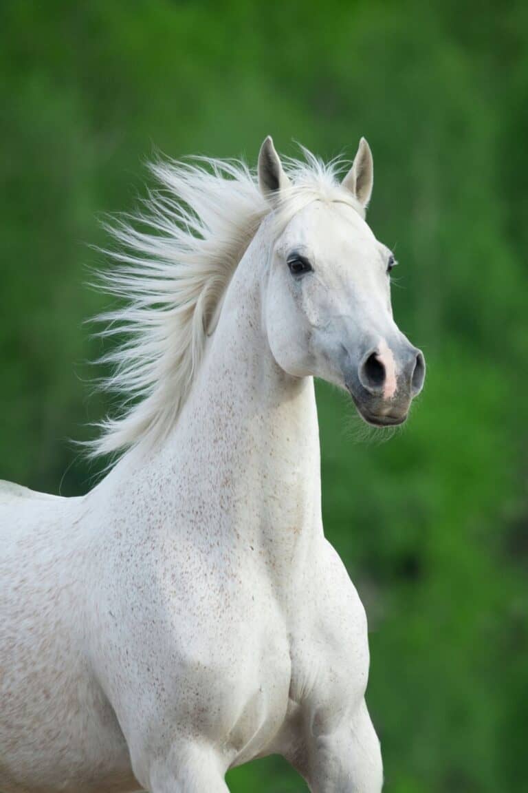 30 Stunning Pictures of White Horses You Must See