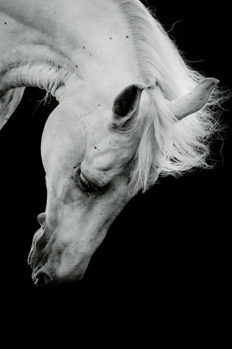 30 Stunning Pictures of White Horses You Must See