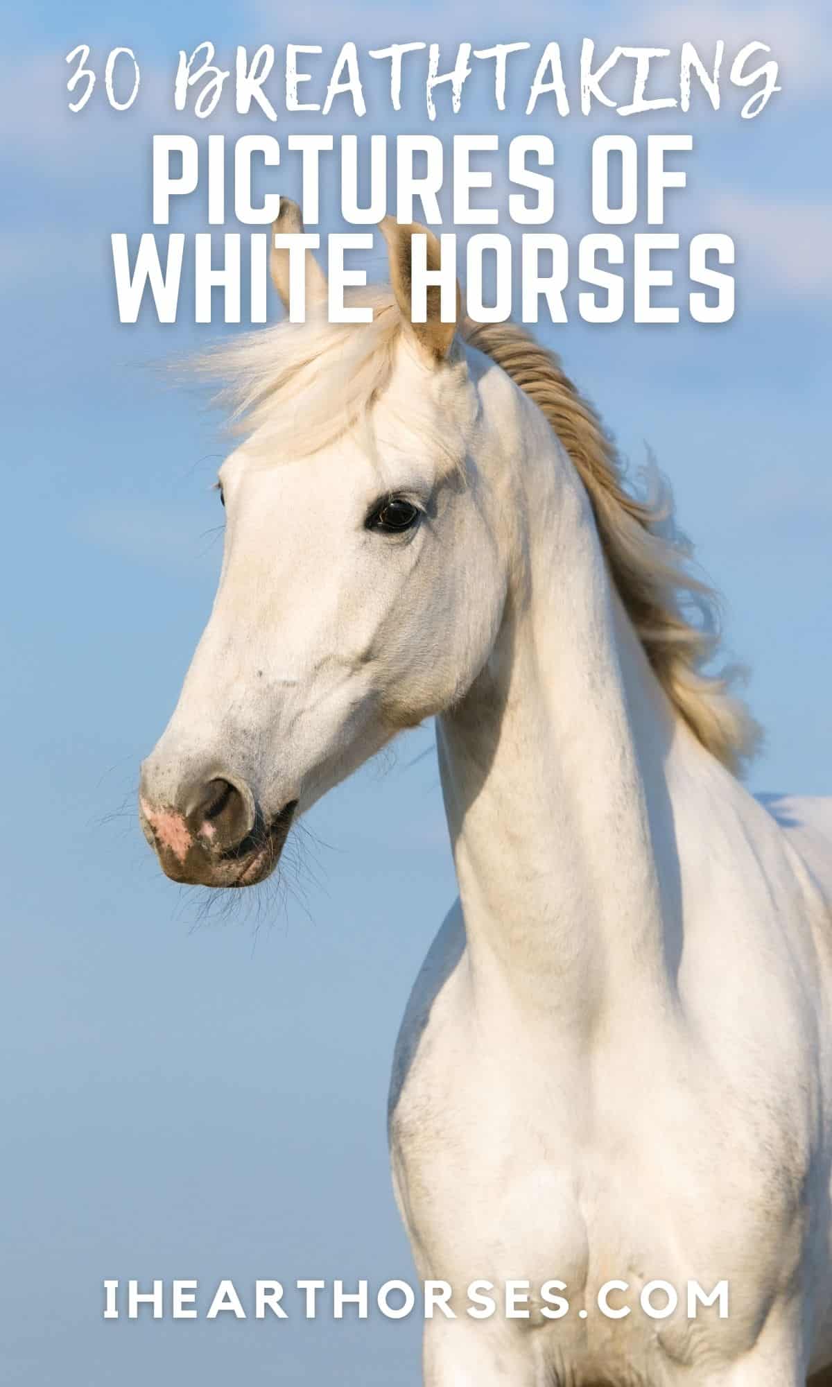 30 Stunning Pictures of White Horses You Must See