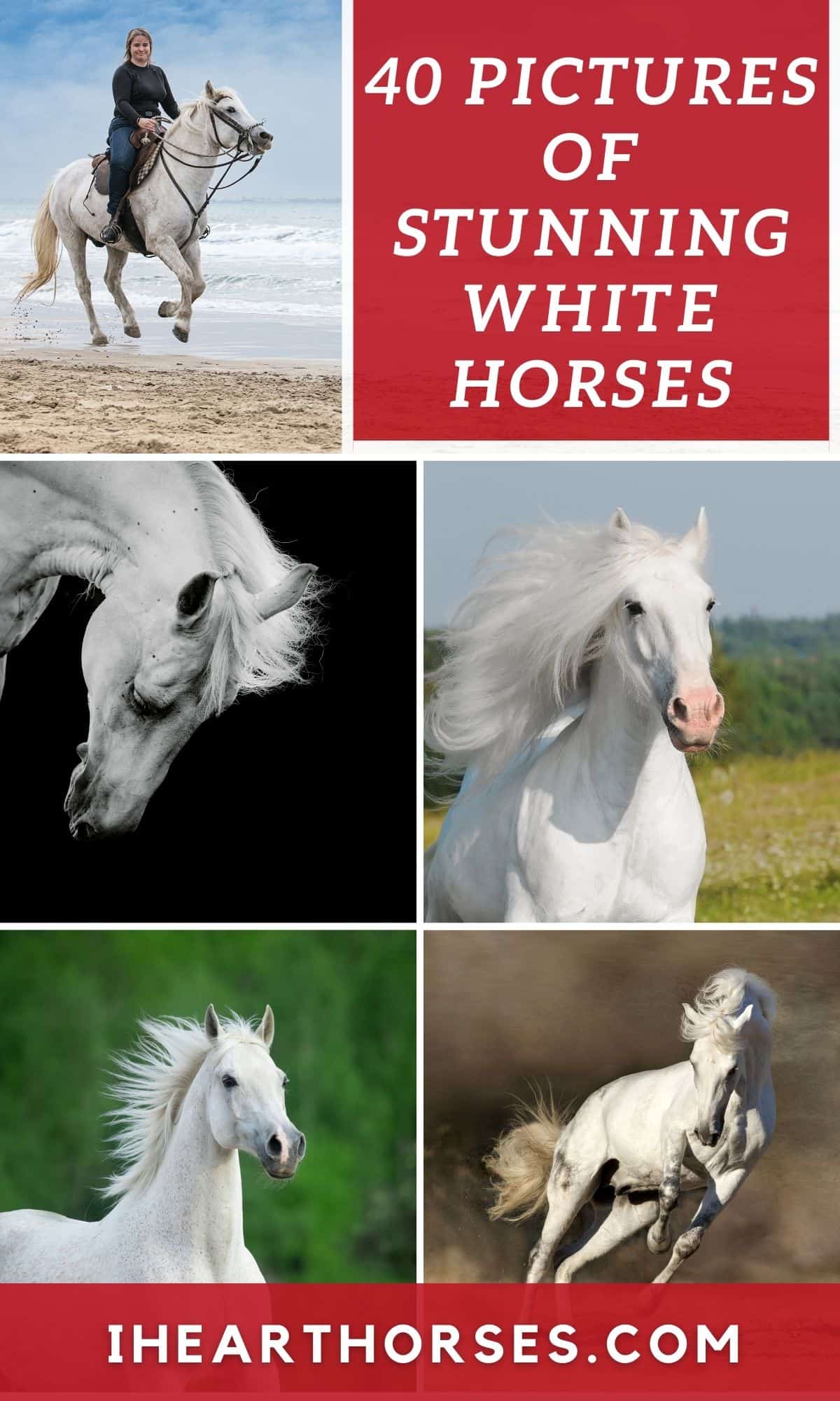 30 Stunning Pictures of White Horses You Must See