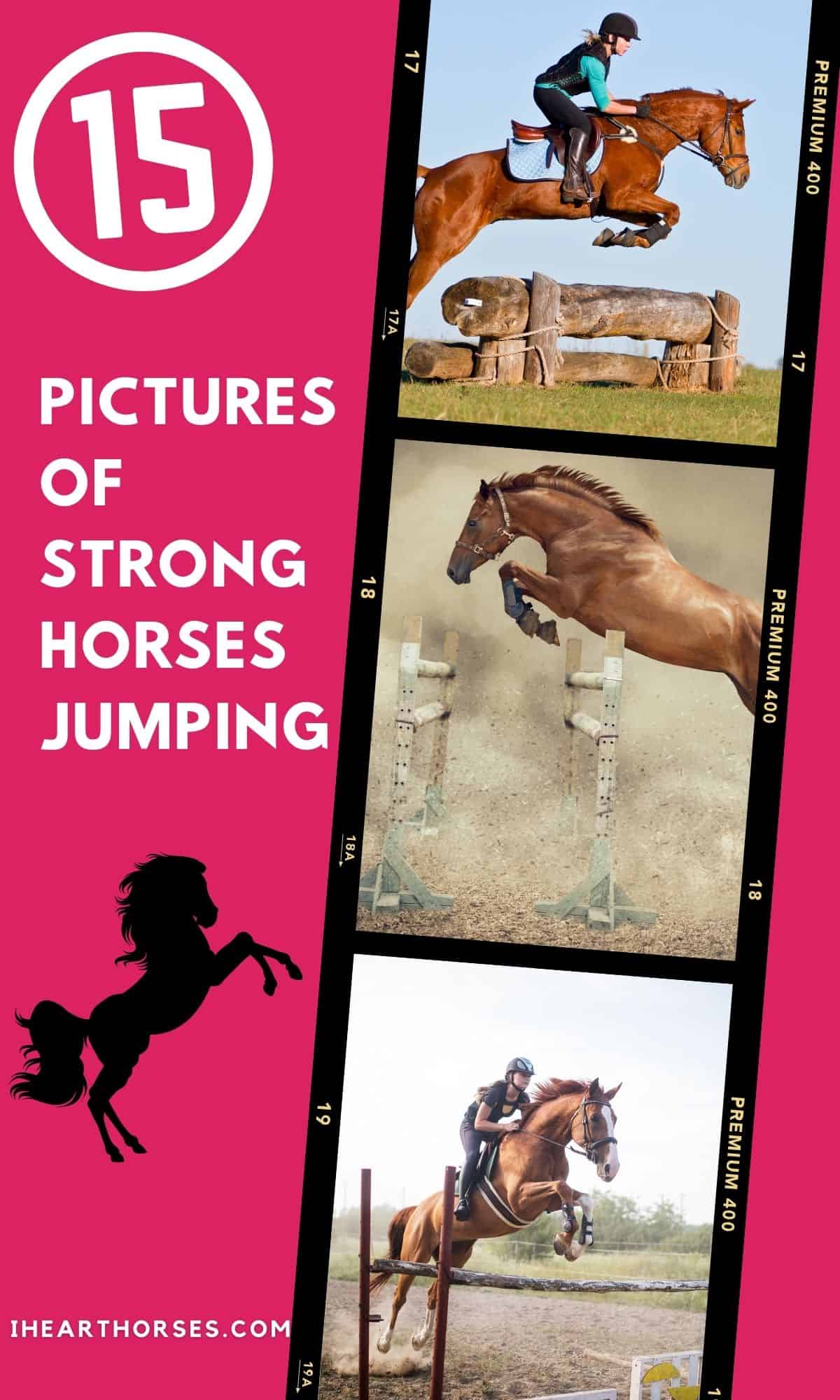 15 Fantastic Pictures of Horse's Jumping to Make You Smile