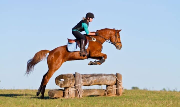 15 Fantastic Pictures of Horse's Jumping to Make You Smile