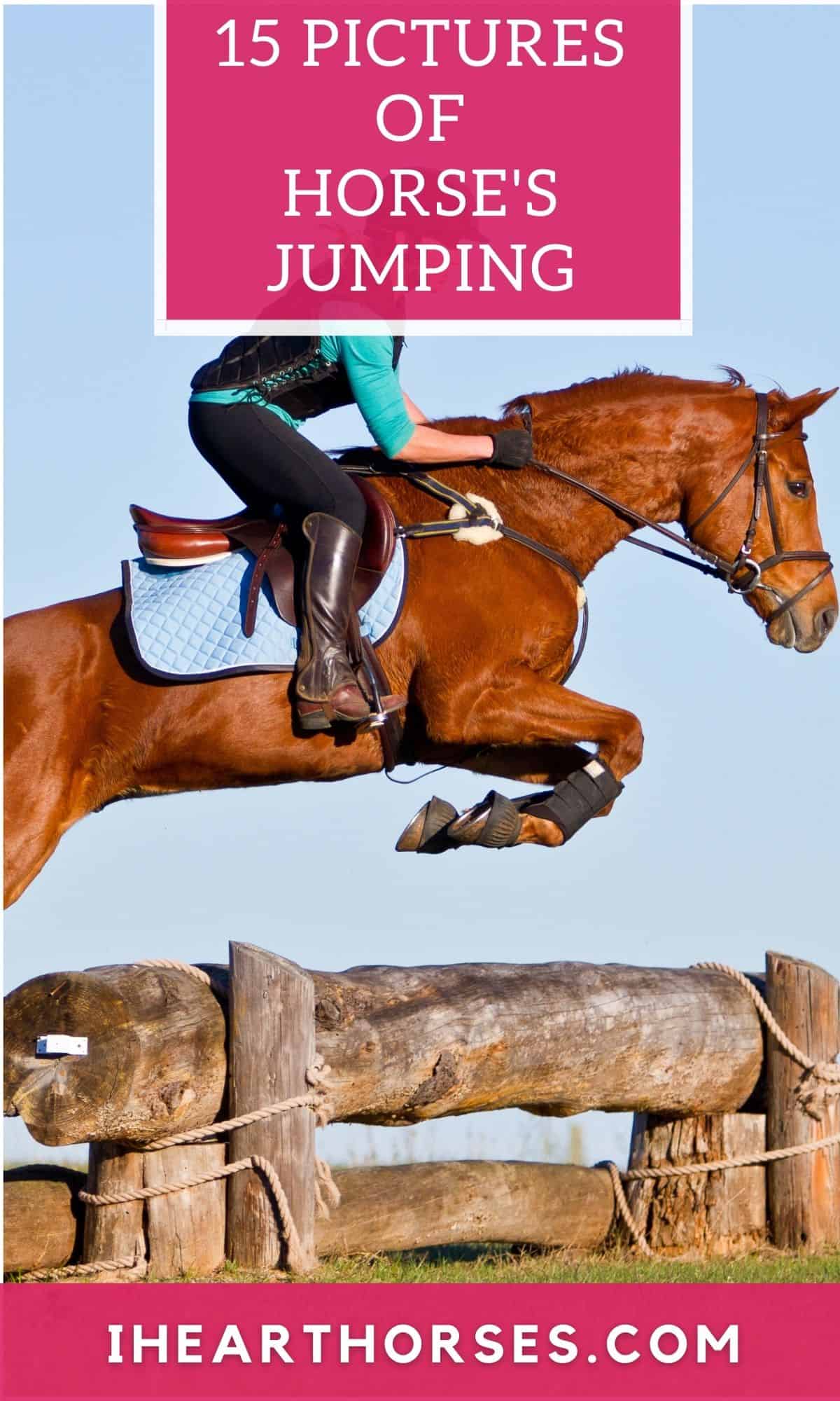 15 Fantastic Pictures of Horse's Jumping to Make You Smile